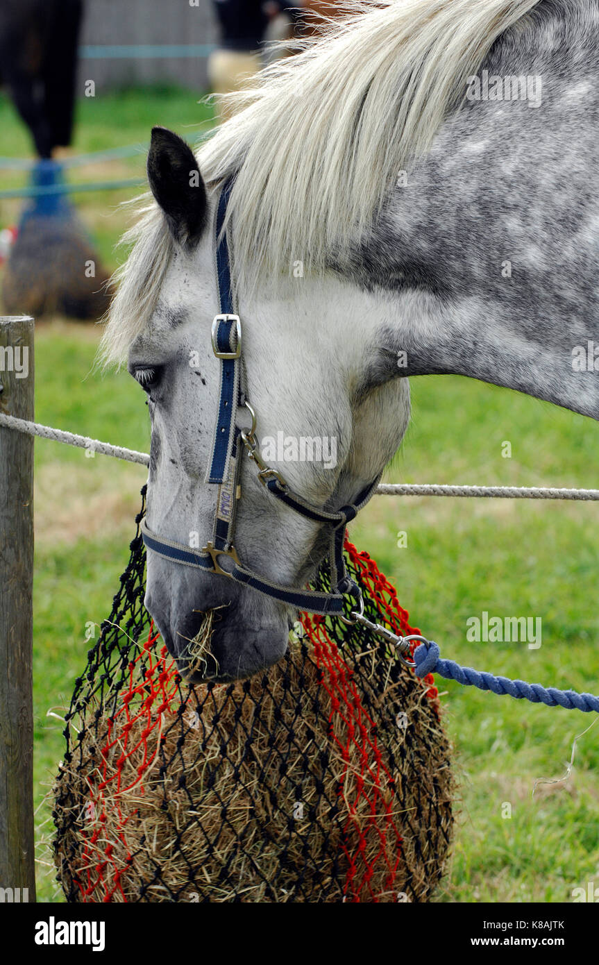 Ahorse or pony eating hay from a net or bag. Nosebag for grey pony ...
