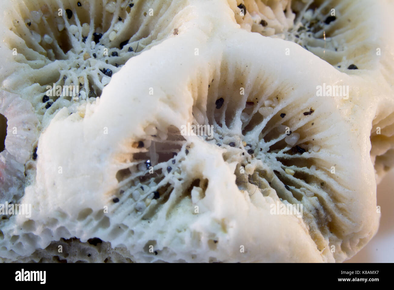 Dead coral hi-res stock photography and images - Alamy