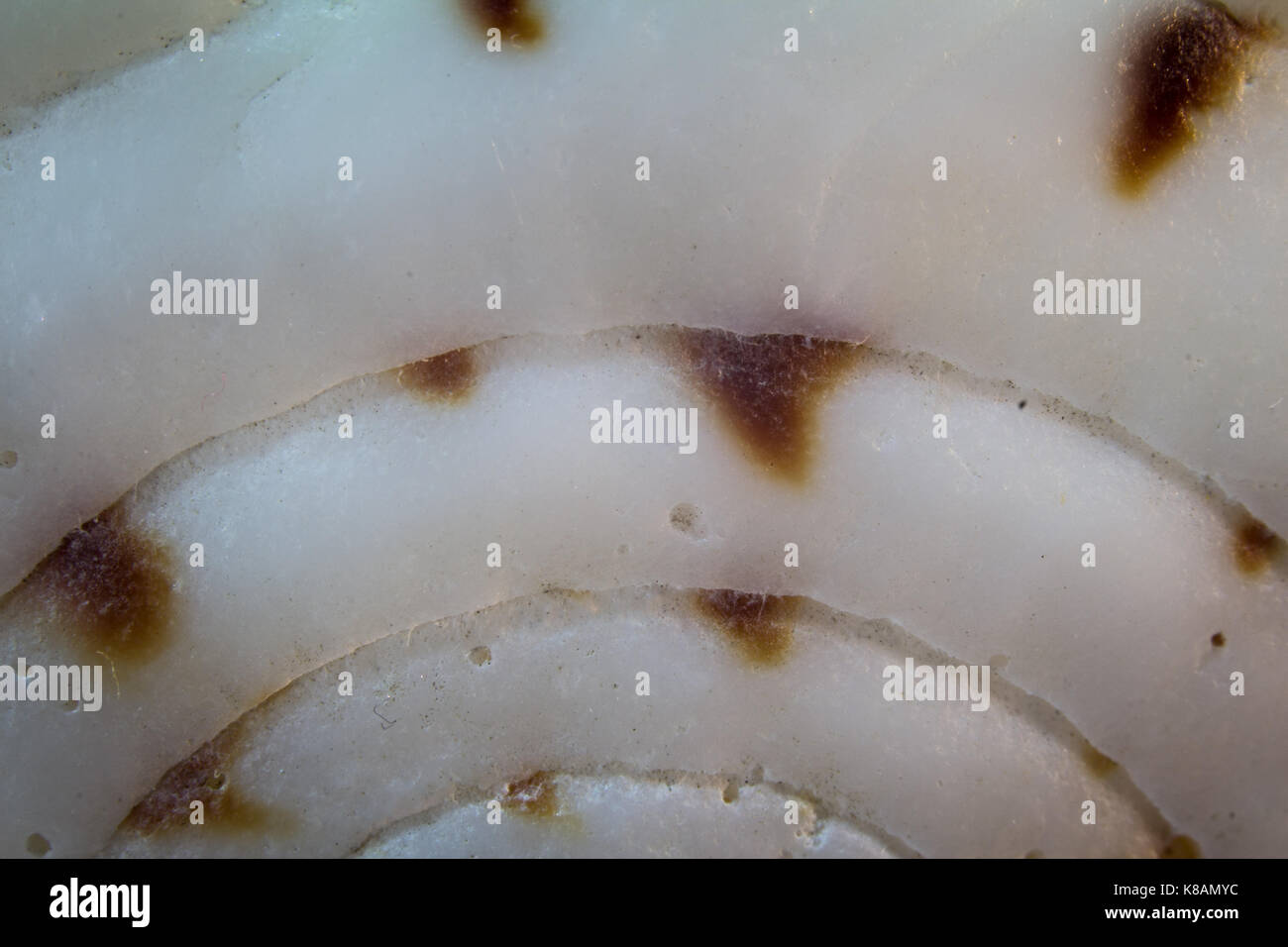 Porous bone hi-res stock photography and images - Alamy