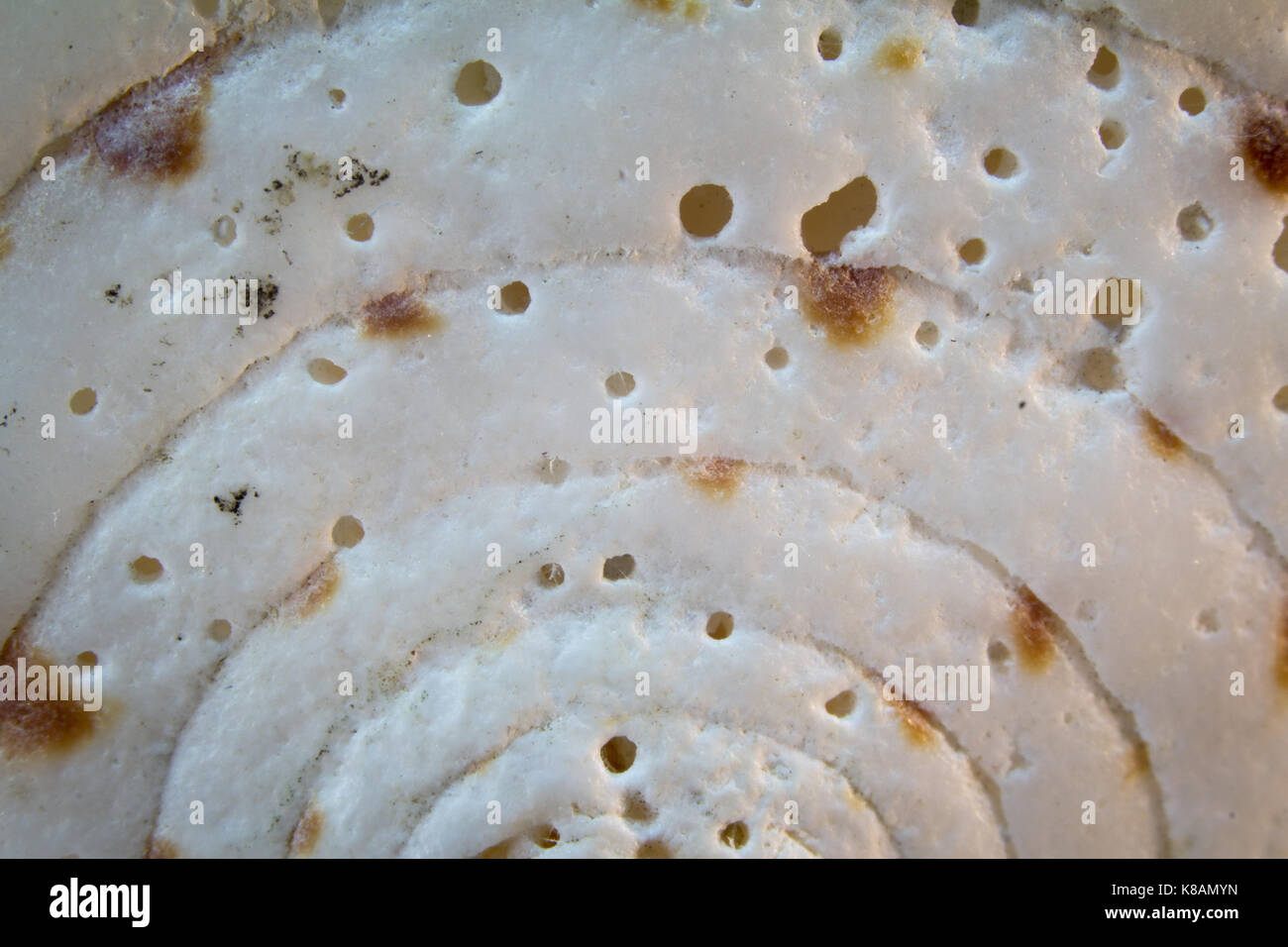 Shell Holes Stock Photos & Shell Holes Stock Images - Alamy