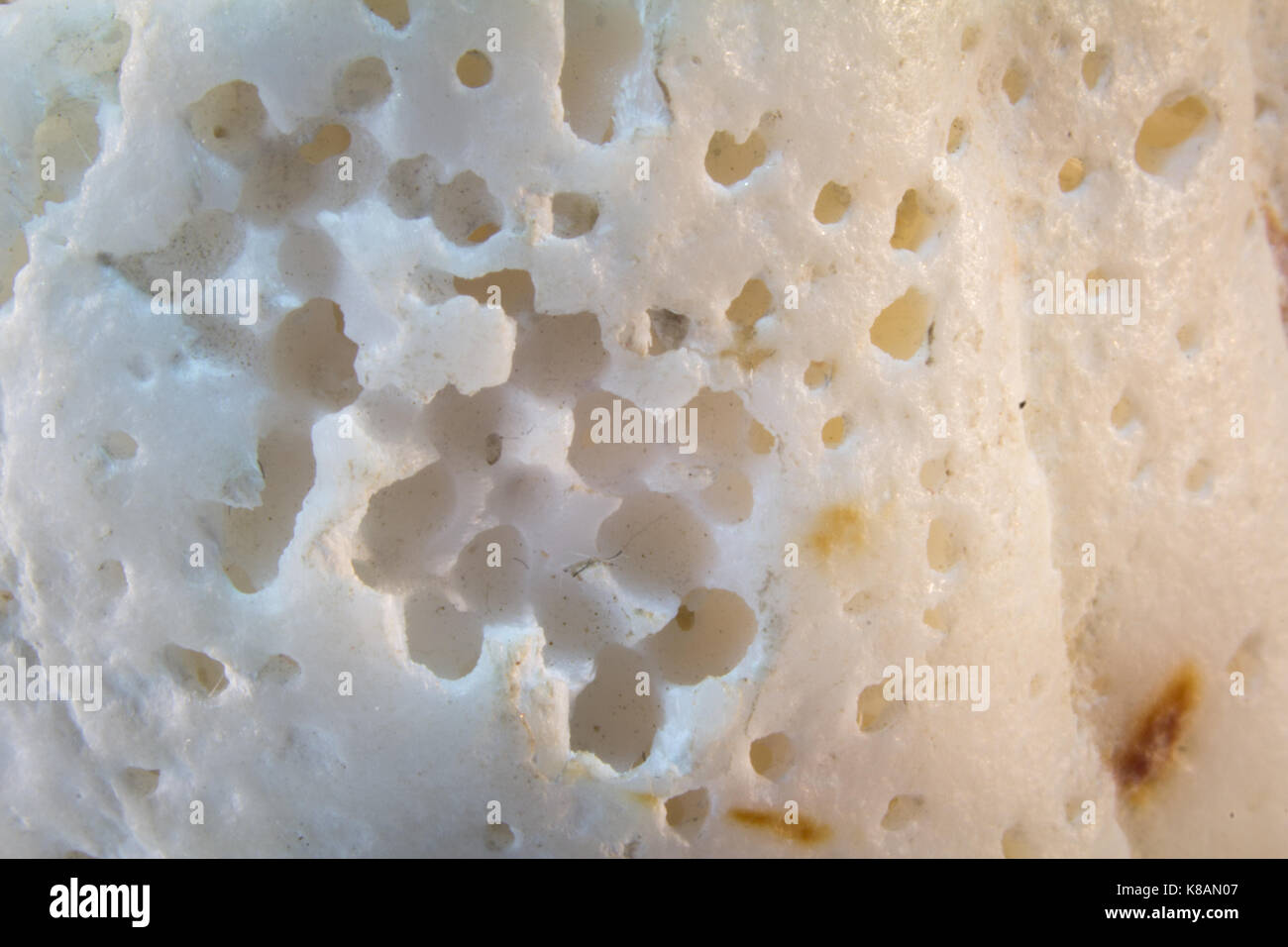 Porous bone hi-res stock photography and images - Alamy