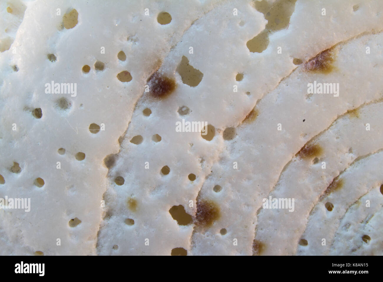 Porous bone hi-res stock photography and images - Alamy