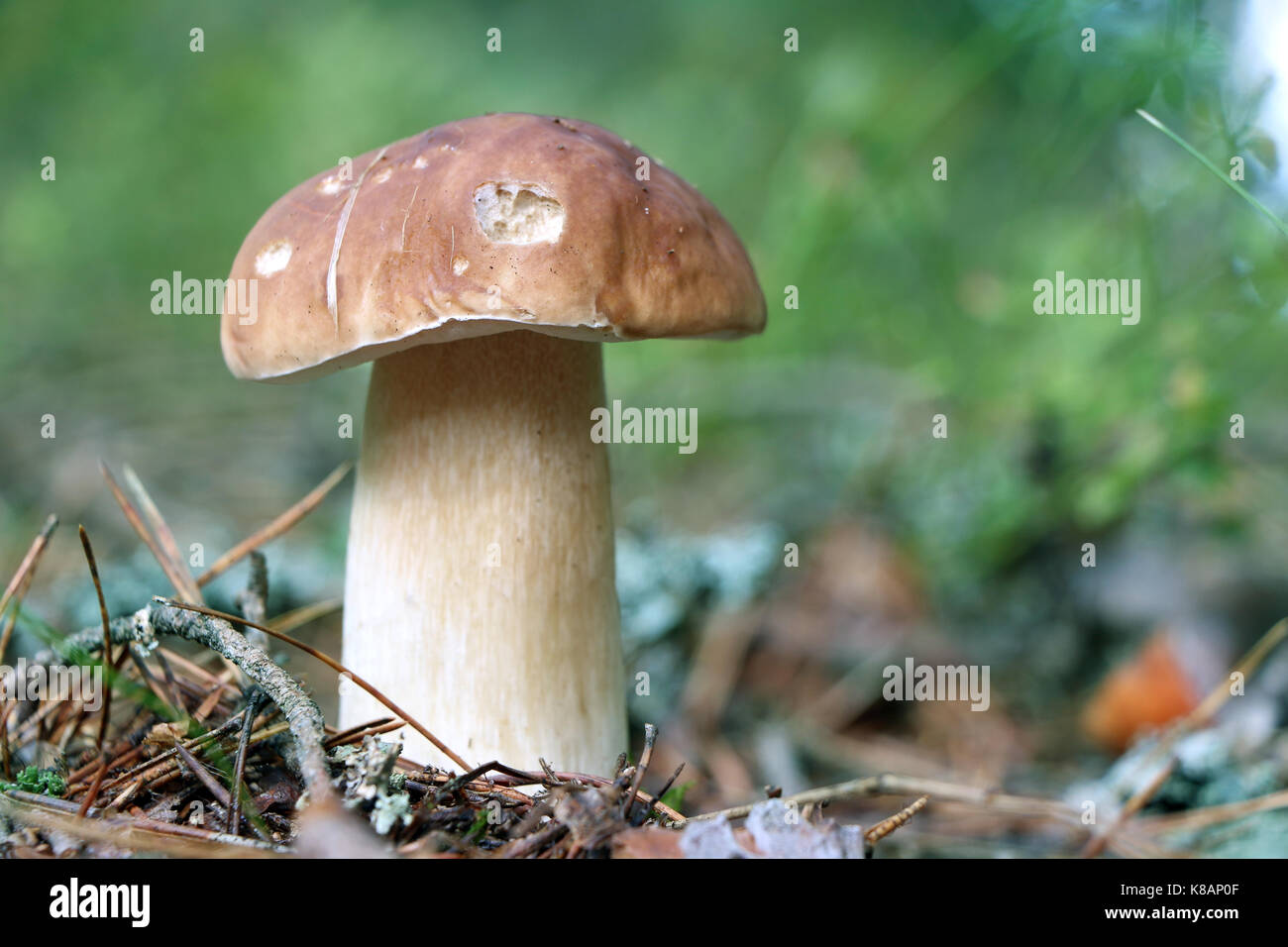 Big edible one cep growing in wood. White fresh mushroom grow in forest ...