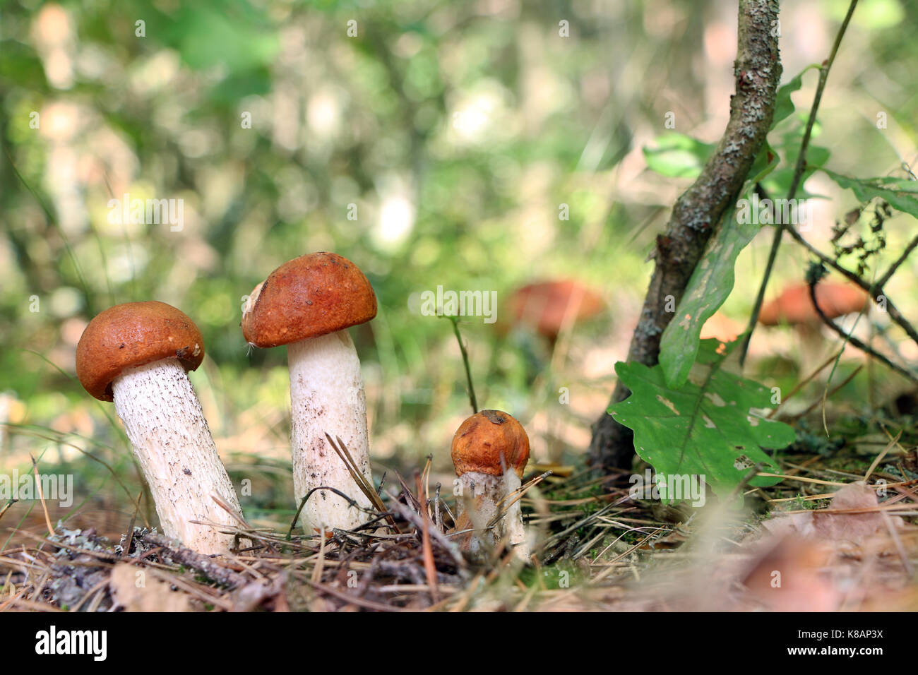 Many orange cap boletus close-up growing in wood. Leccinum mushroom ...