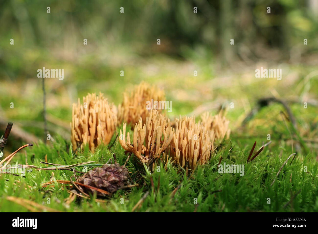 Mushroom Ramaria flava growing in wood. Beautiful little fresh healthy ...
