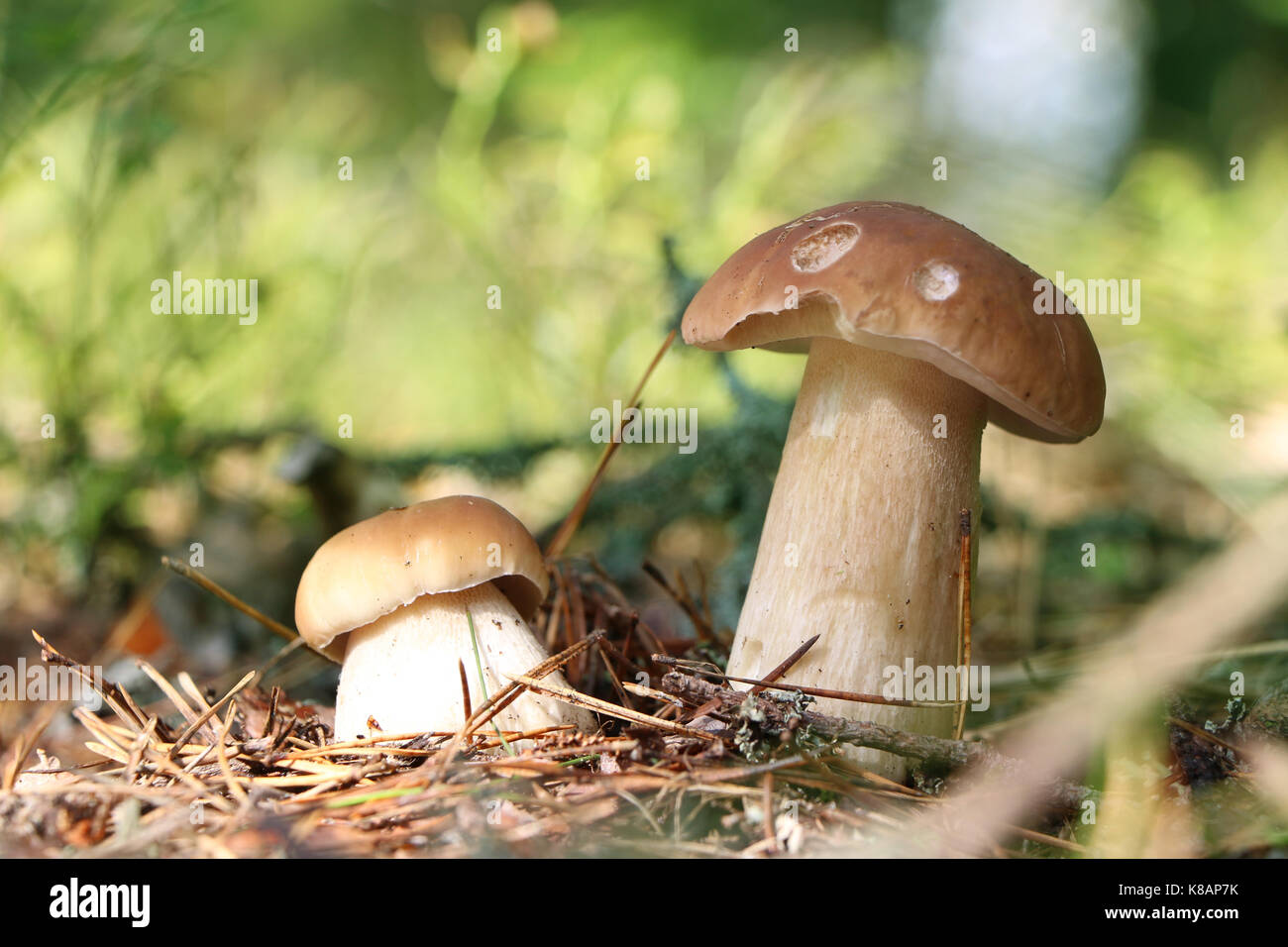 Small and big edible ceps growing in wood. White fresh mushrooms grow ...