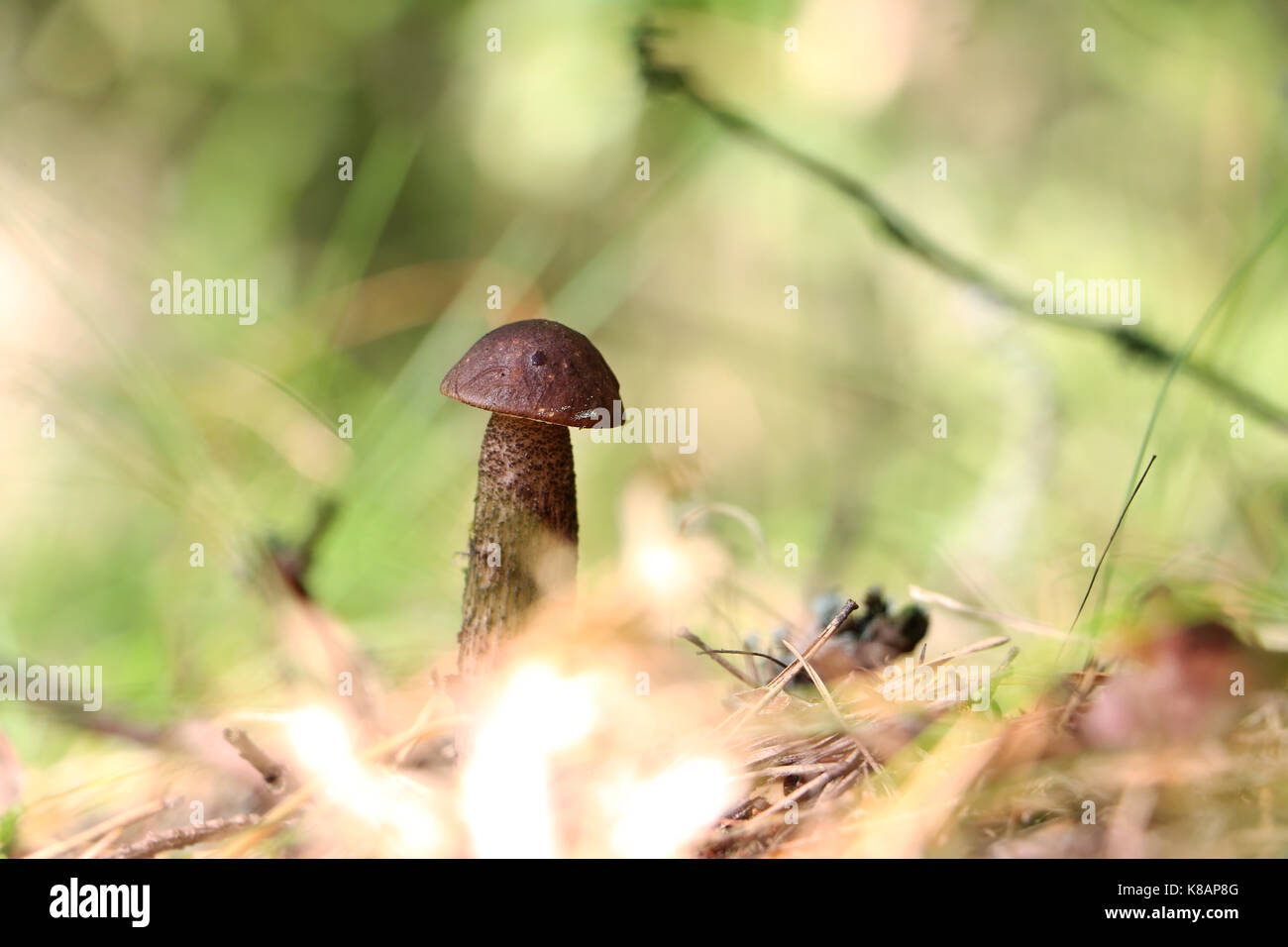Dark brown bolete mushroom hi-res stock photography and images - Alamy