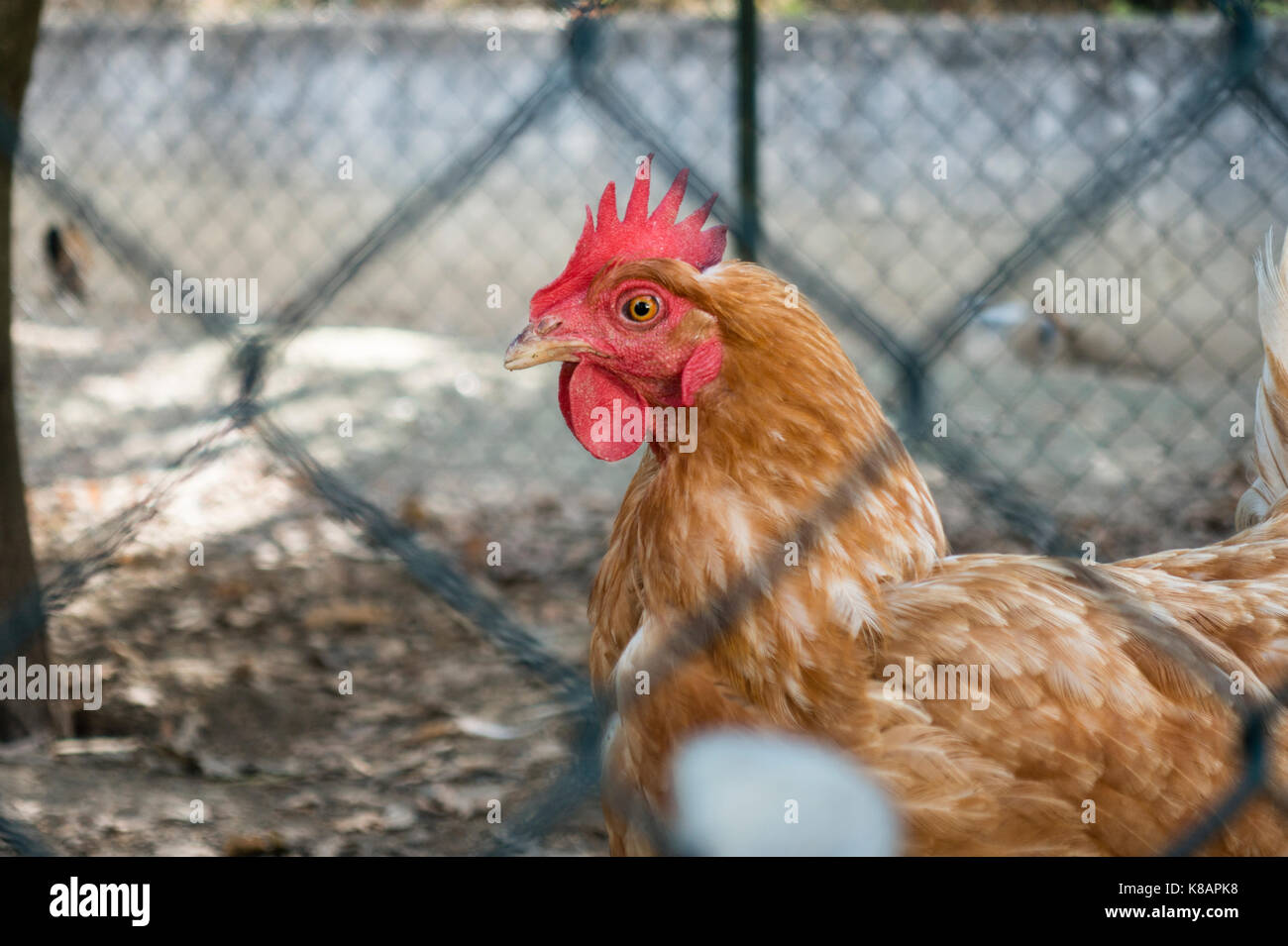 Baby chickens free range hi-res stock photography and images - Alamy