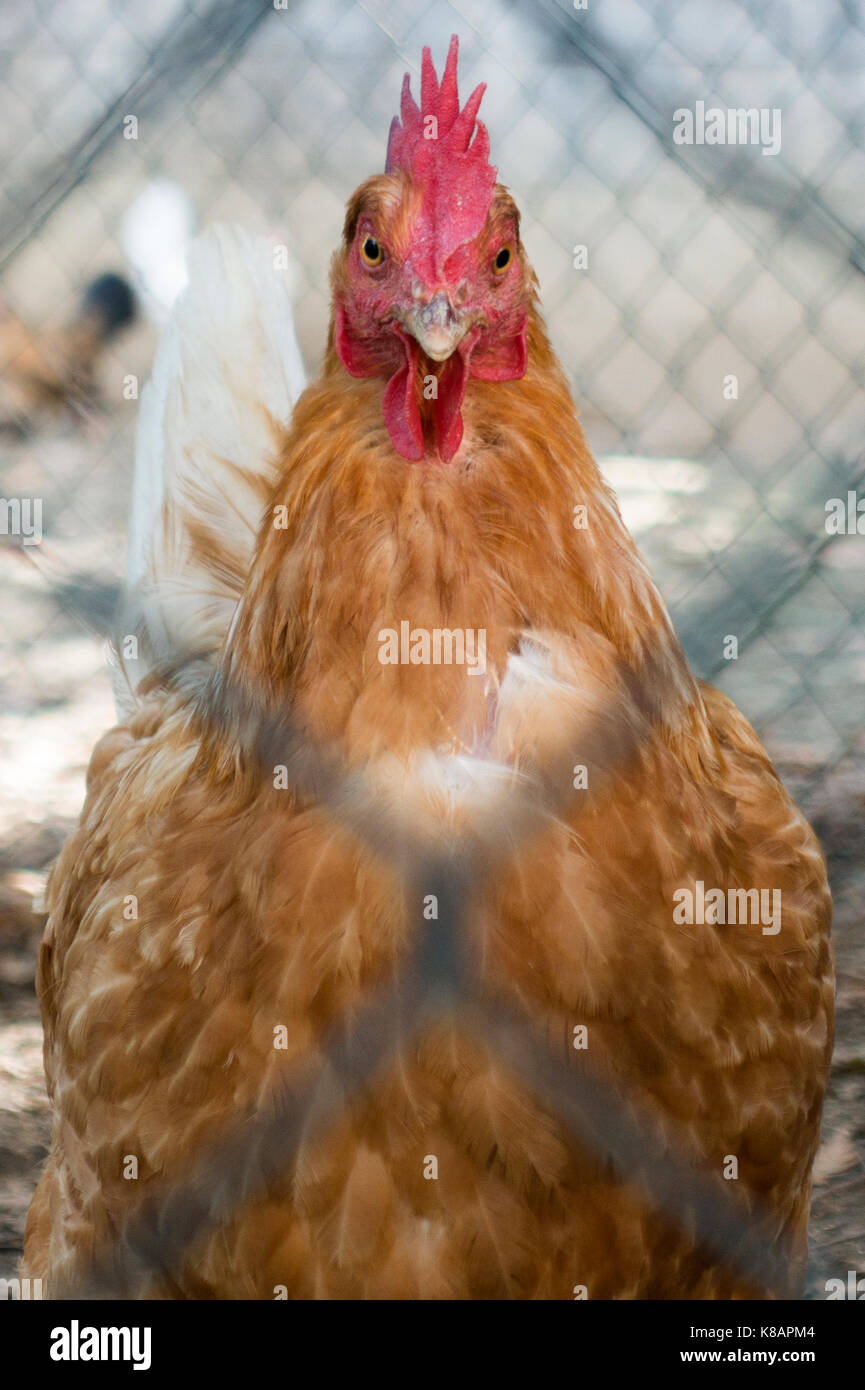Free range chickens barn hi-res stock photography and images - Alamy