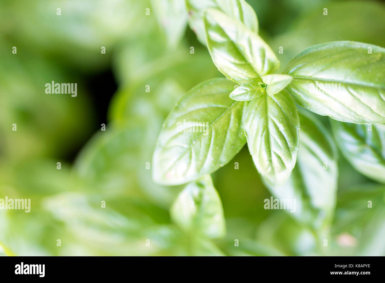Basil plants texture hi-res stock photography and images - Alamy
