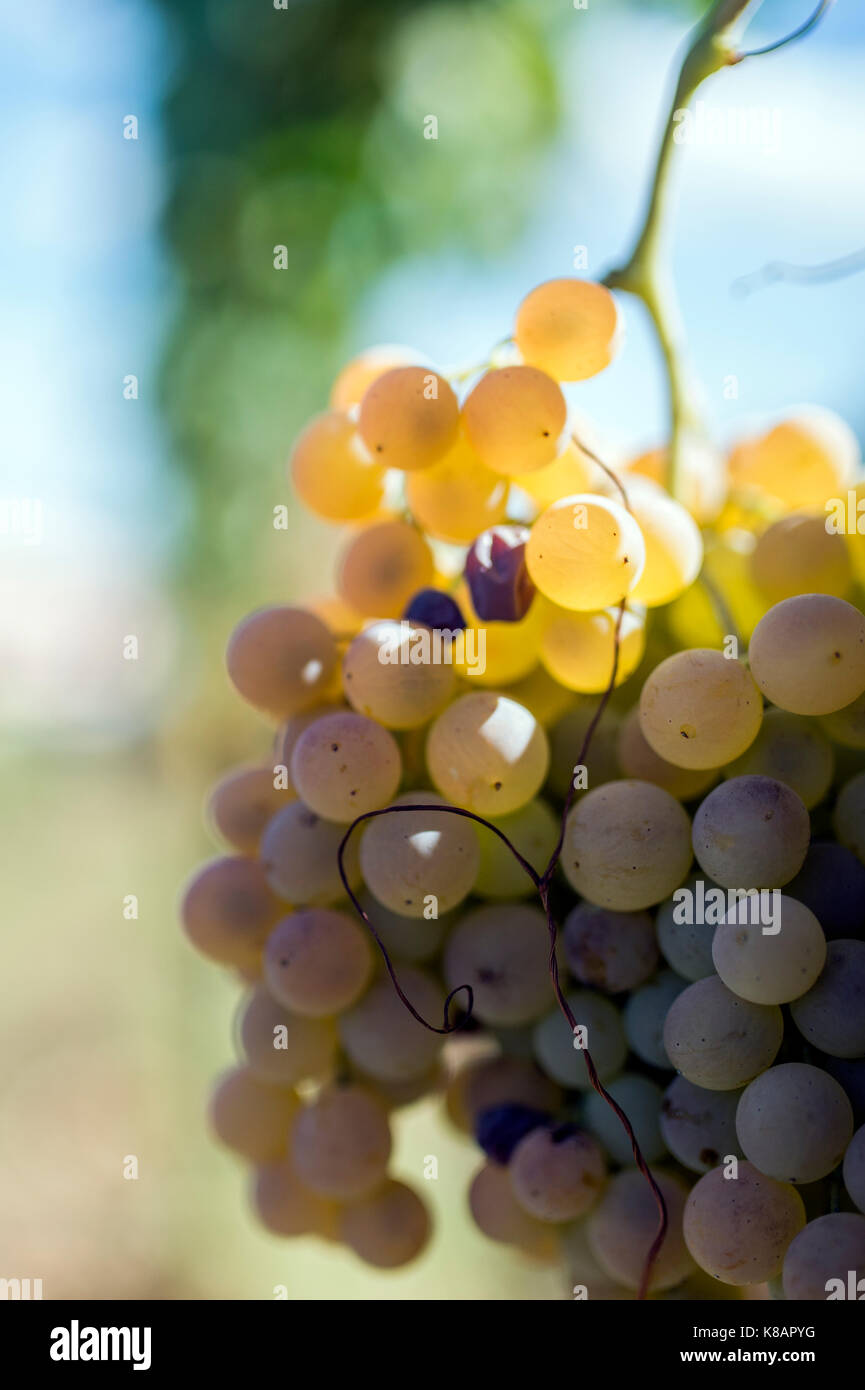 Grapes in a vineyard (selective focus Stock Photo - Alamy