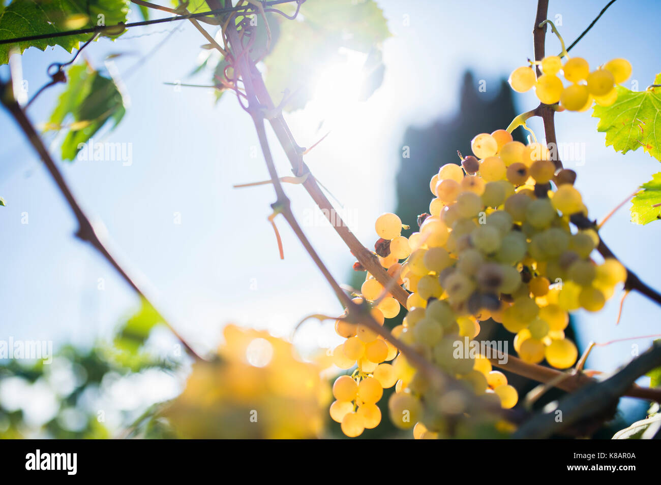 Grapes in a vineyard (selective focus Stock Photo - Alamy