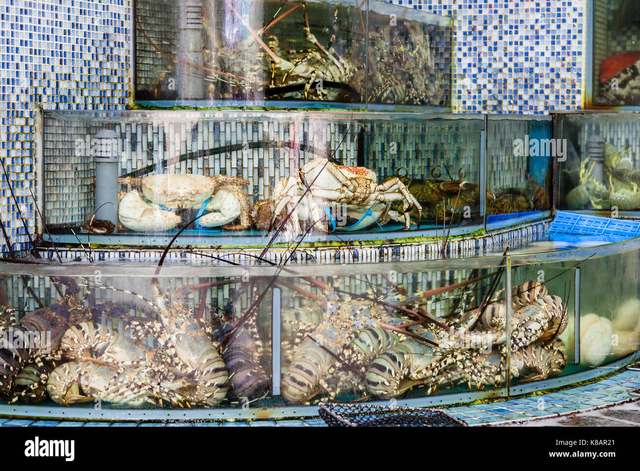 Huge lobsters, crabs and other mollusk seafood are crammed into fish ...