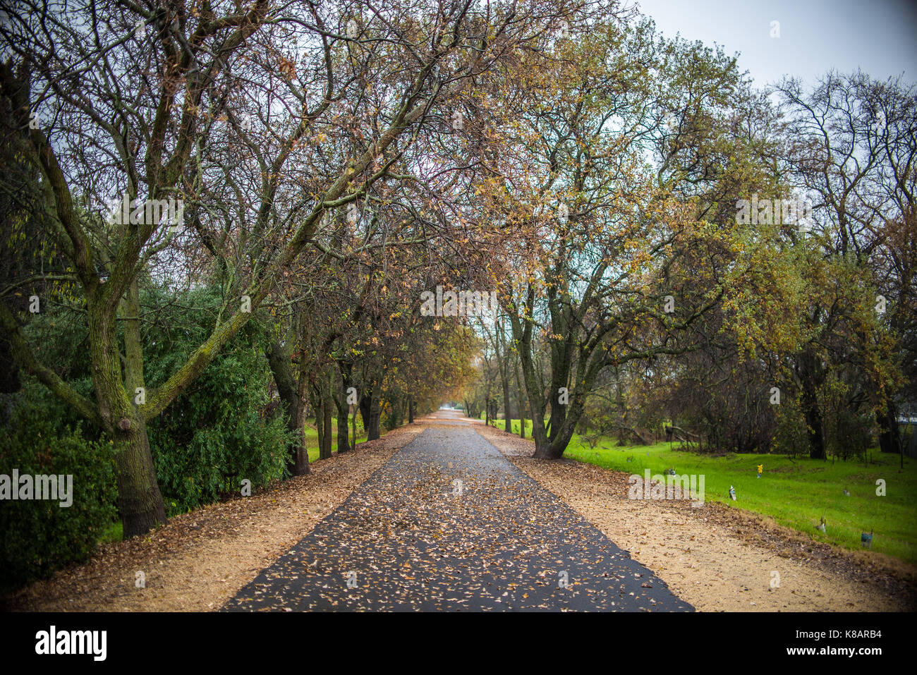 pathway through the forest Stock Photo - Alamy