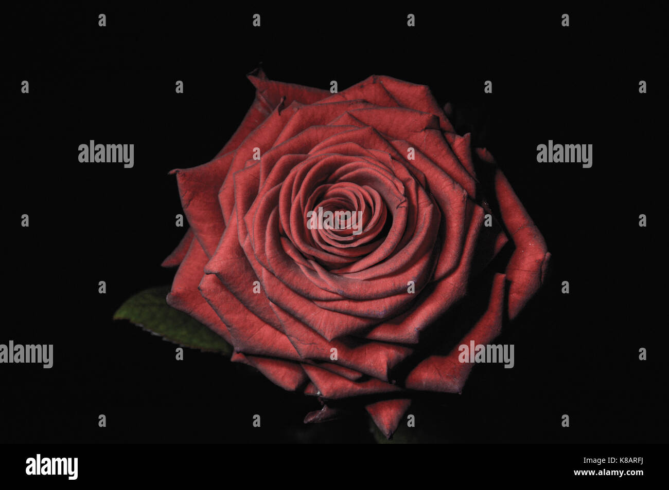 Redrose hi-res stock photography and images - Alamy
