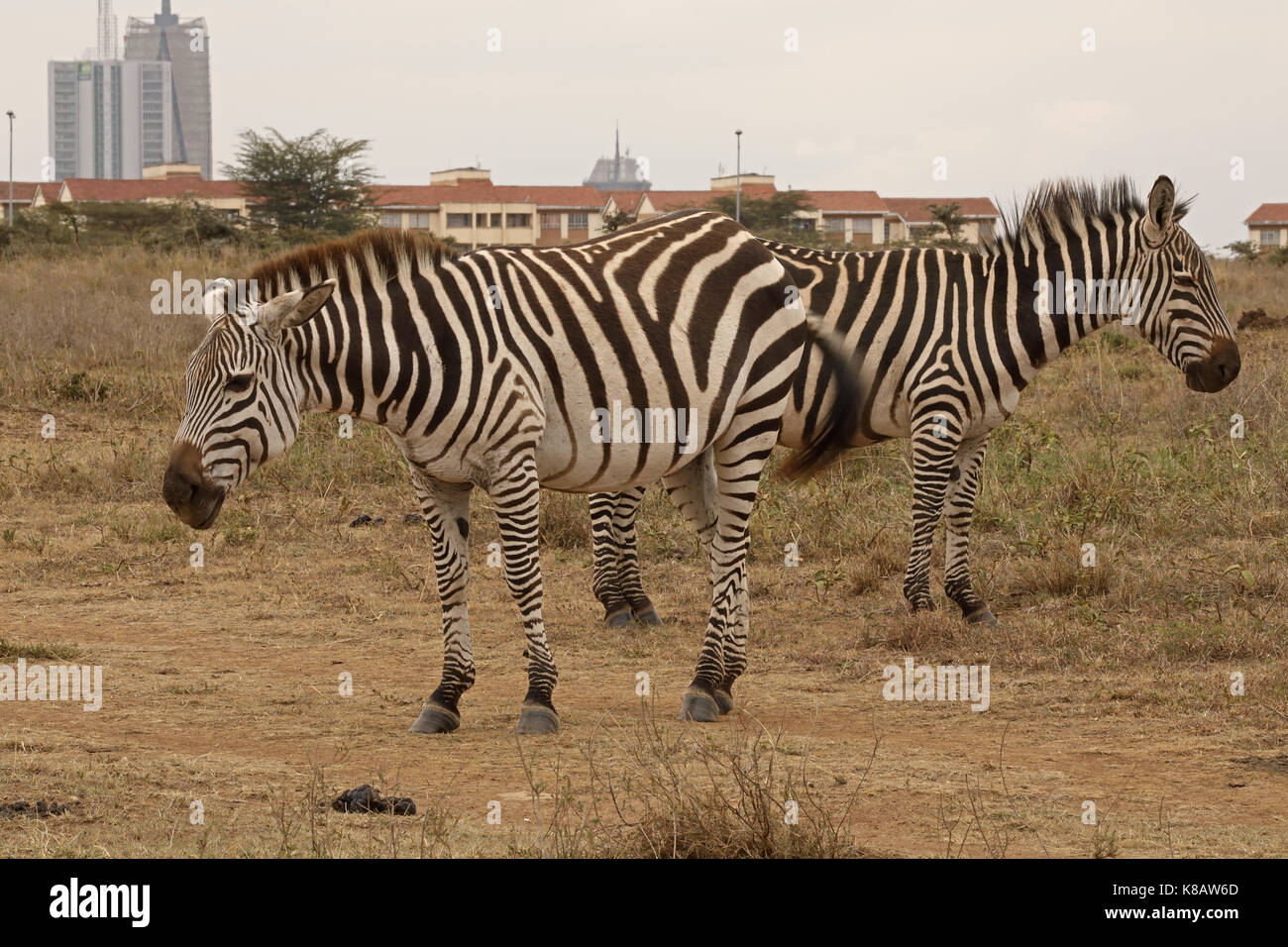 Humans vs wild hi-res stock photography and images - Alamy