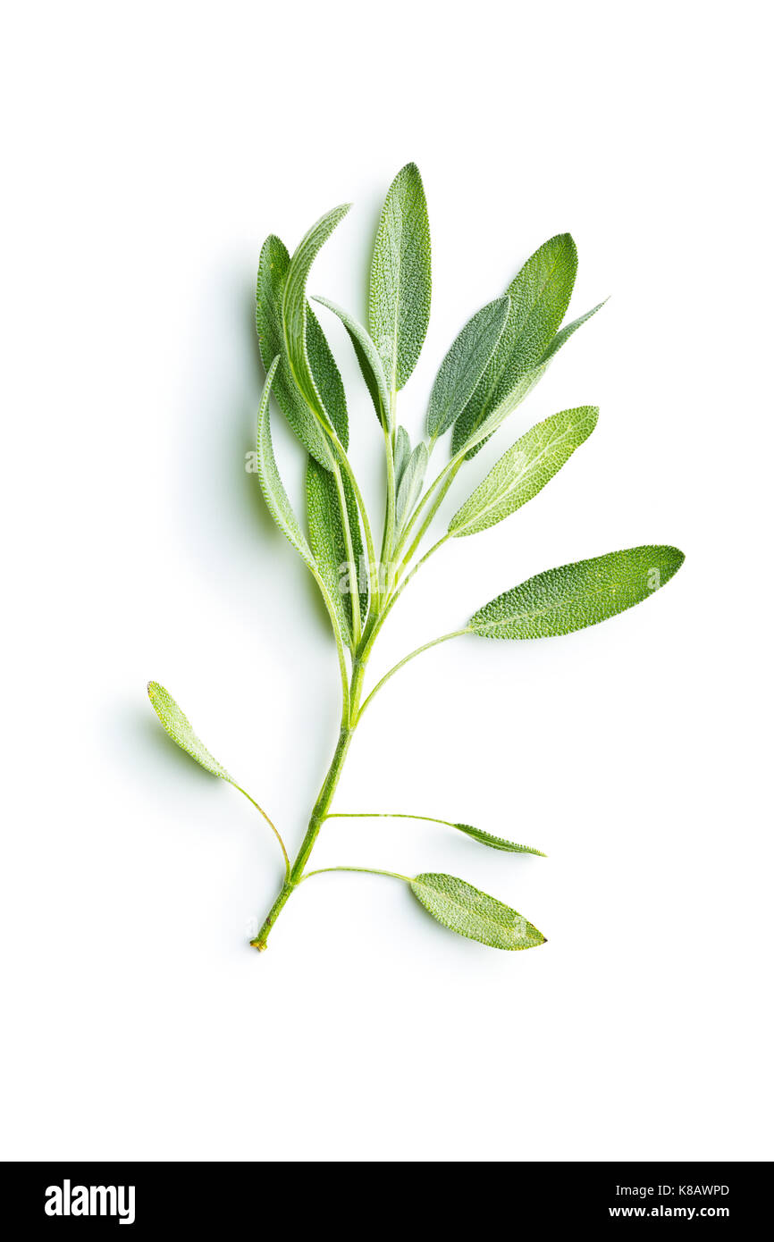 Sage branch hi-res stock photography and images - Alamy