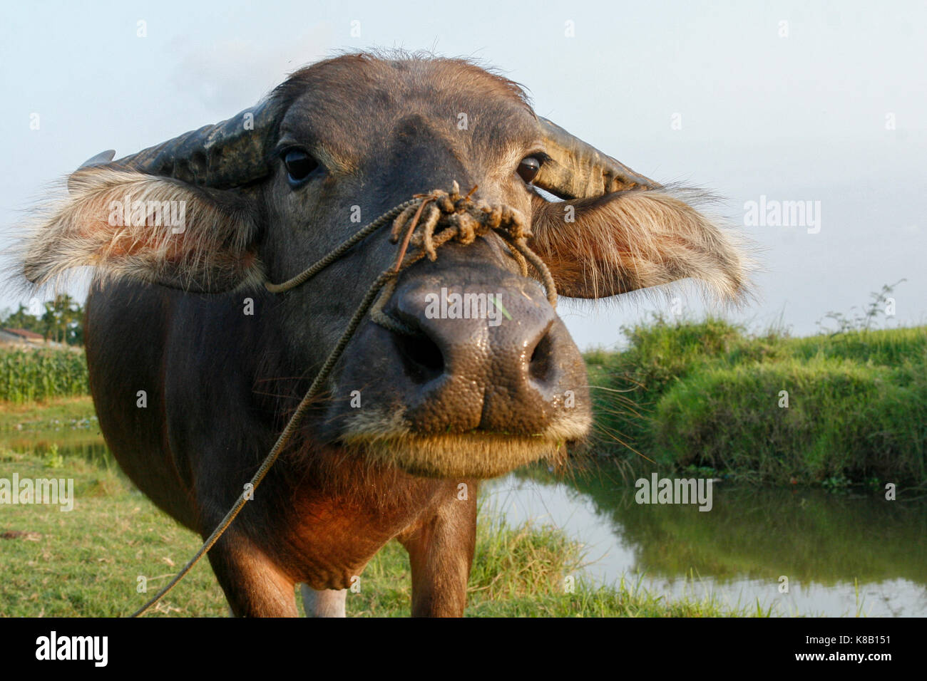 Closeup Buffalo High Resolution Stock Photography and Images - Alamy