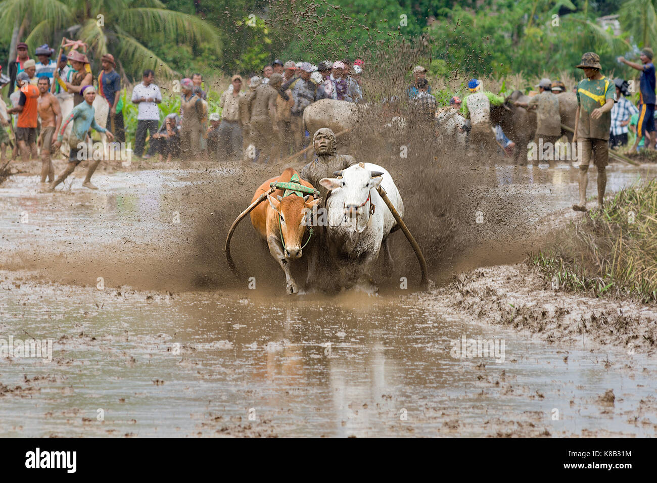 Pacu Jawi (Cow Racing) jockey in West Sumarta, Indonesia. Annual ...