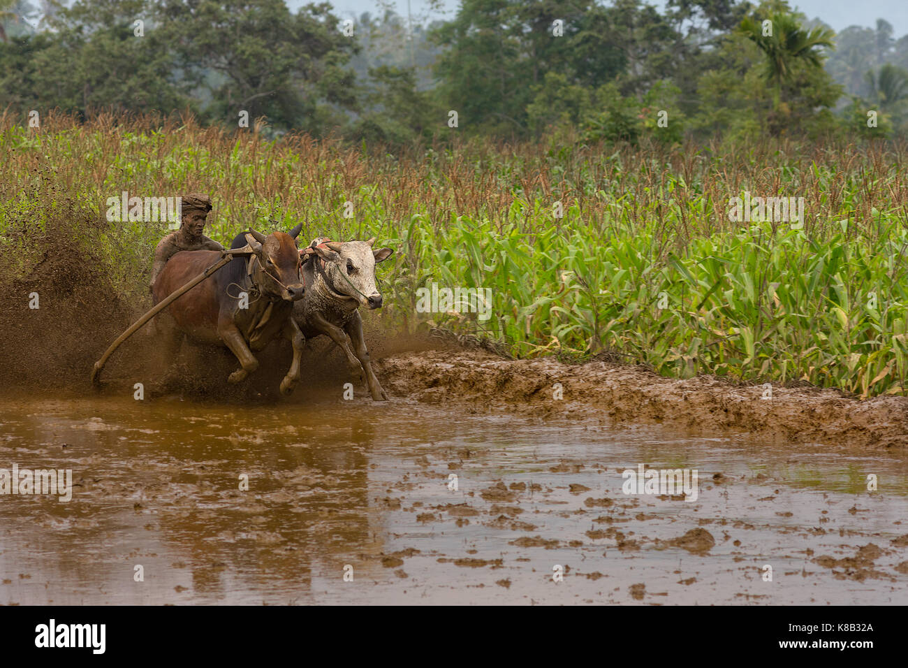 Pacu Jawi (Cow Racing) jockey and his cows in West Sumarta, Indonesia ...