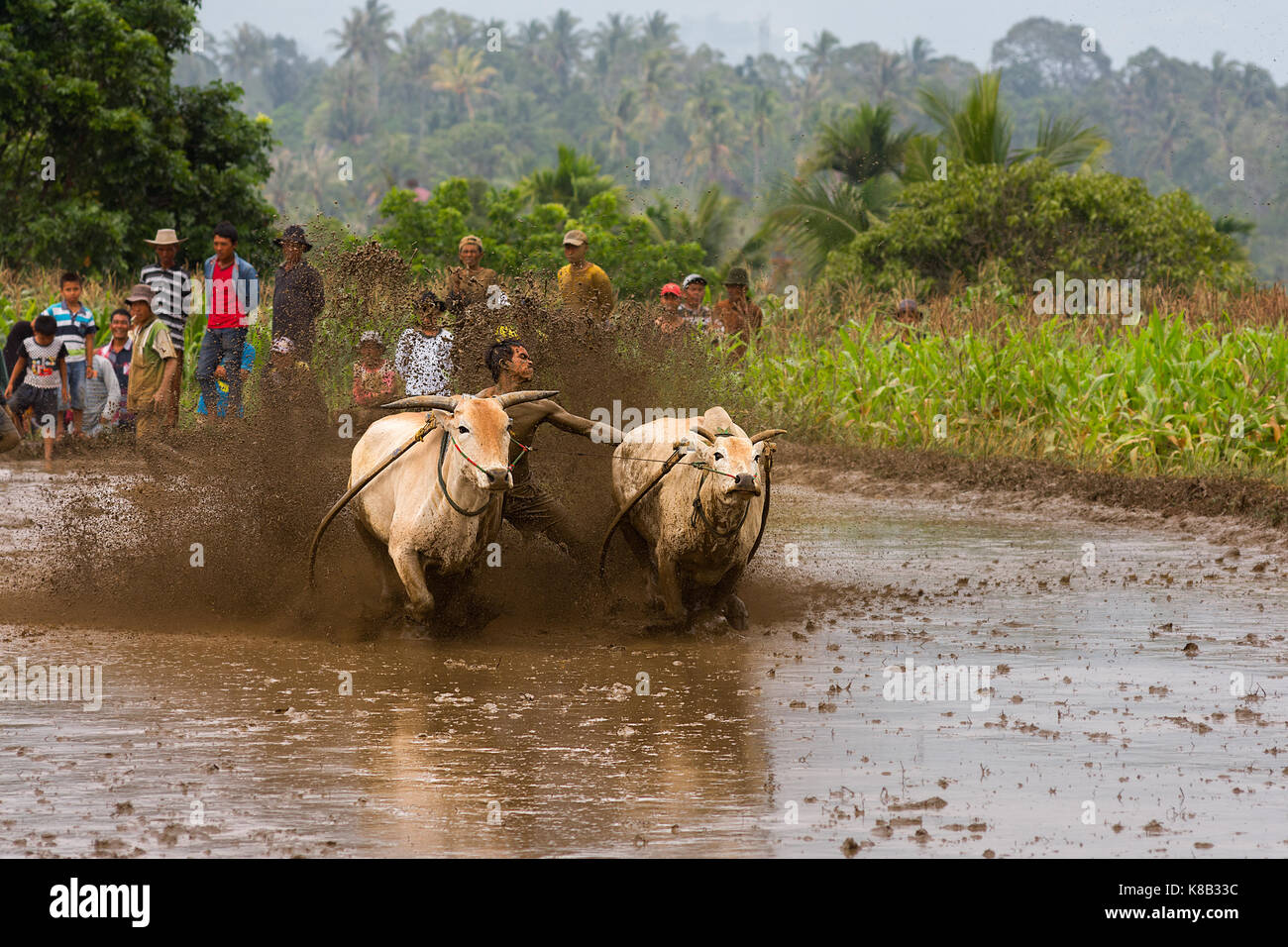 Pacu Jawi (Cow Racing) jockey impresses the crowd in West Sumarta ...