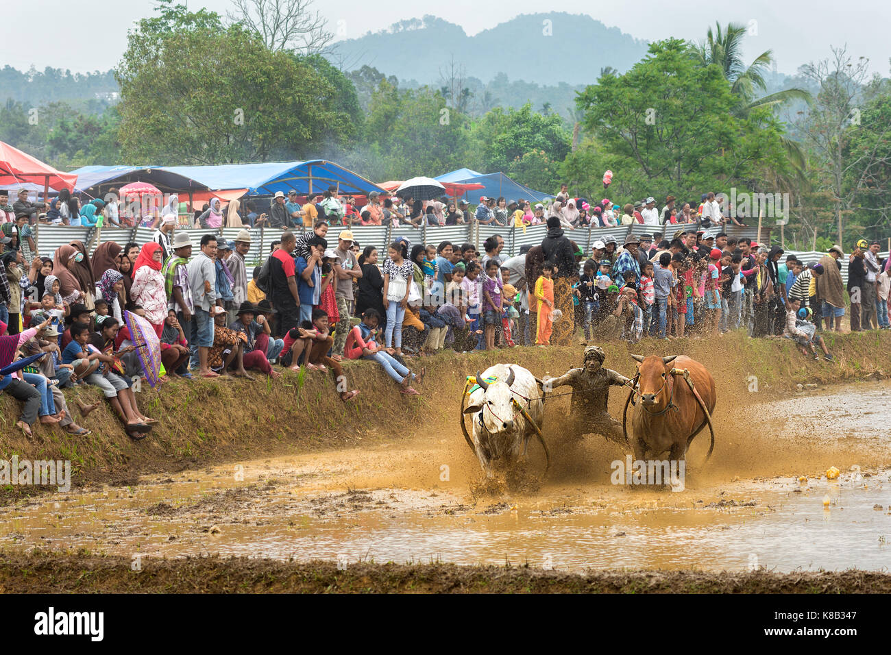Pacu Jawi (Cow Racing) jockey muddies the crowd in West Sumarta ...