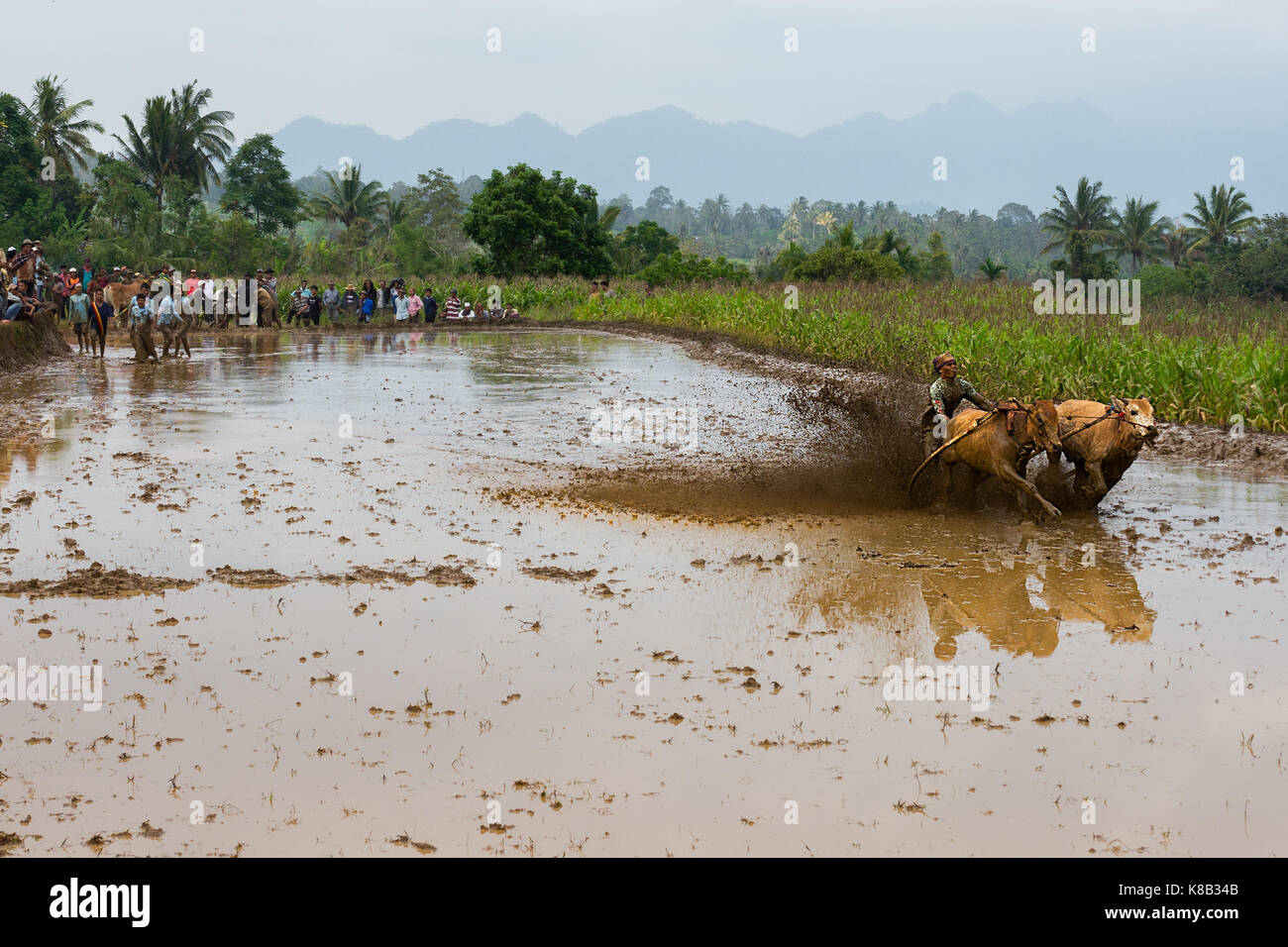 Pacu Jawi (Cow Racing) jockeyimpresses the crowd in West Sumarta ...