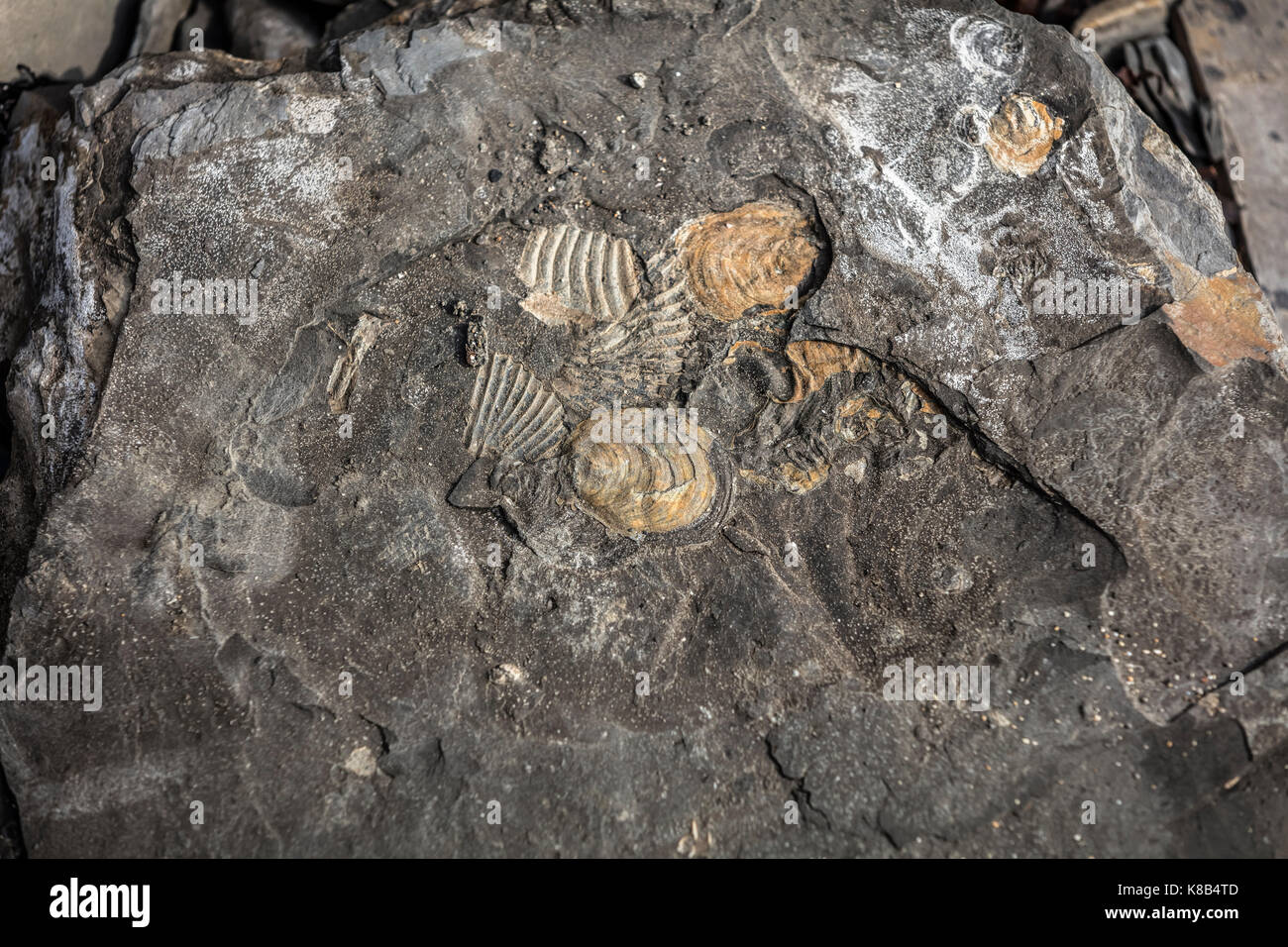 Fossils on rock Stock Photo - Alamy
