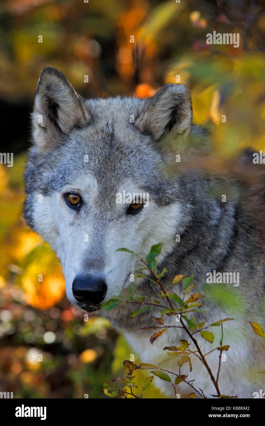 From behind bush hi-res stock photography and images - Alamy