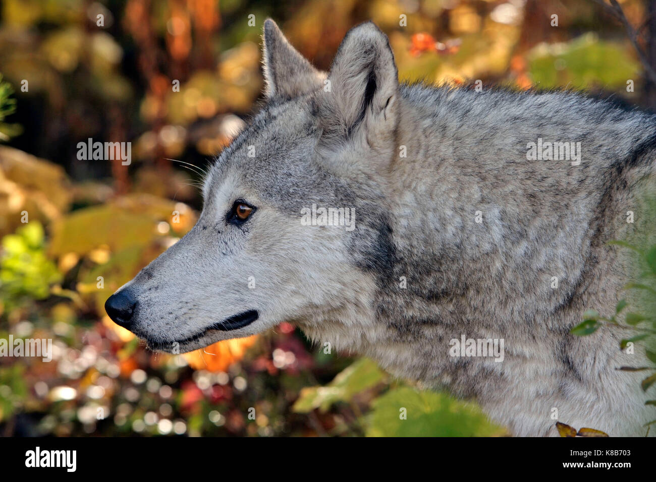 Timberwolf hi-res stock photography and images - Alamy