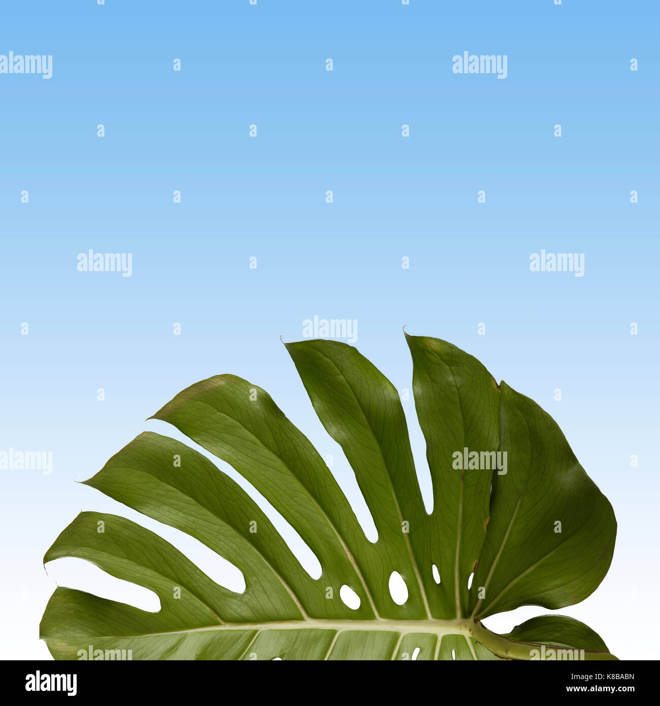 Monstera leave hi-res stock photography and images - Alamy