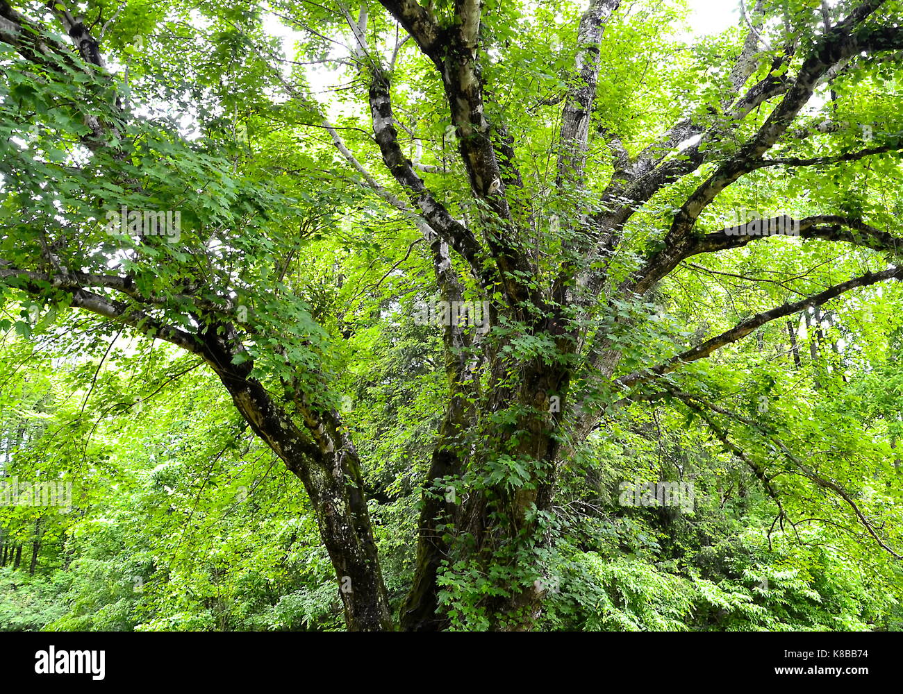 Tree large tree hi-res stock photography and images - Alamy