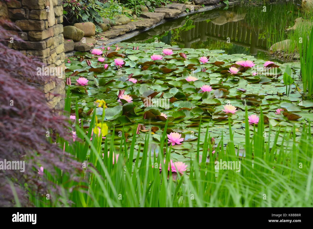 Lily pad pond hi-res stock photography and images - Alamy