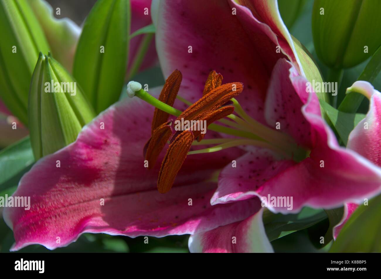 Star lilly hi-res stock photography and images - Alamy
