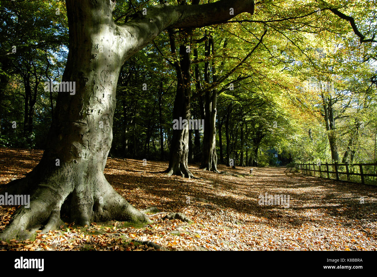 Worsley Woods, Worsley, Manchester Stock Photo - Alamy
