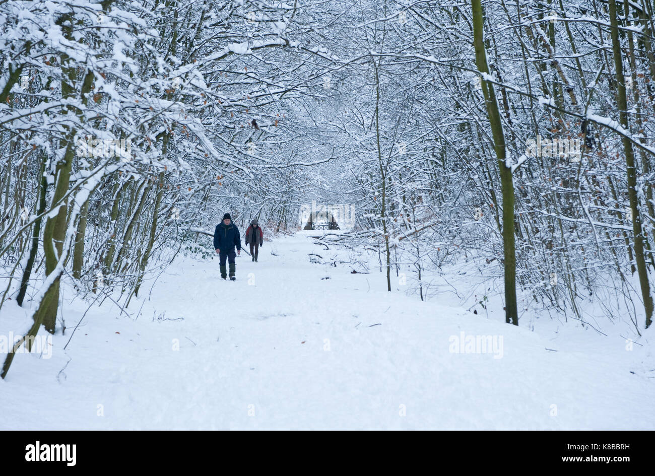 Worsley Woods, Worsley, Manchester Stock Photo - Alamy