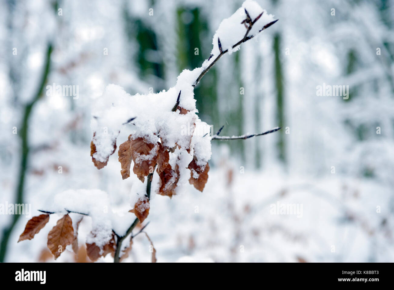 Worsley woods hi-res stock photography and images - Alamy