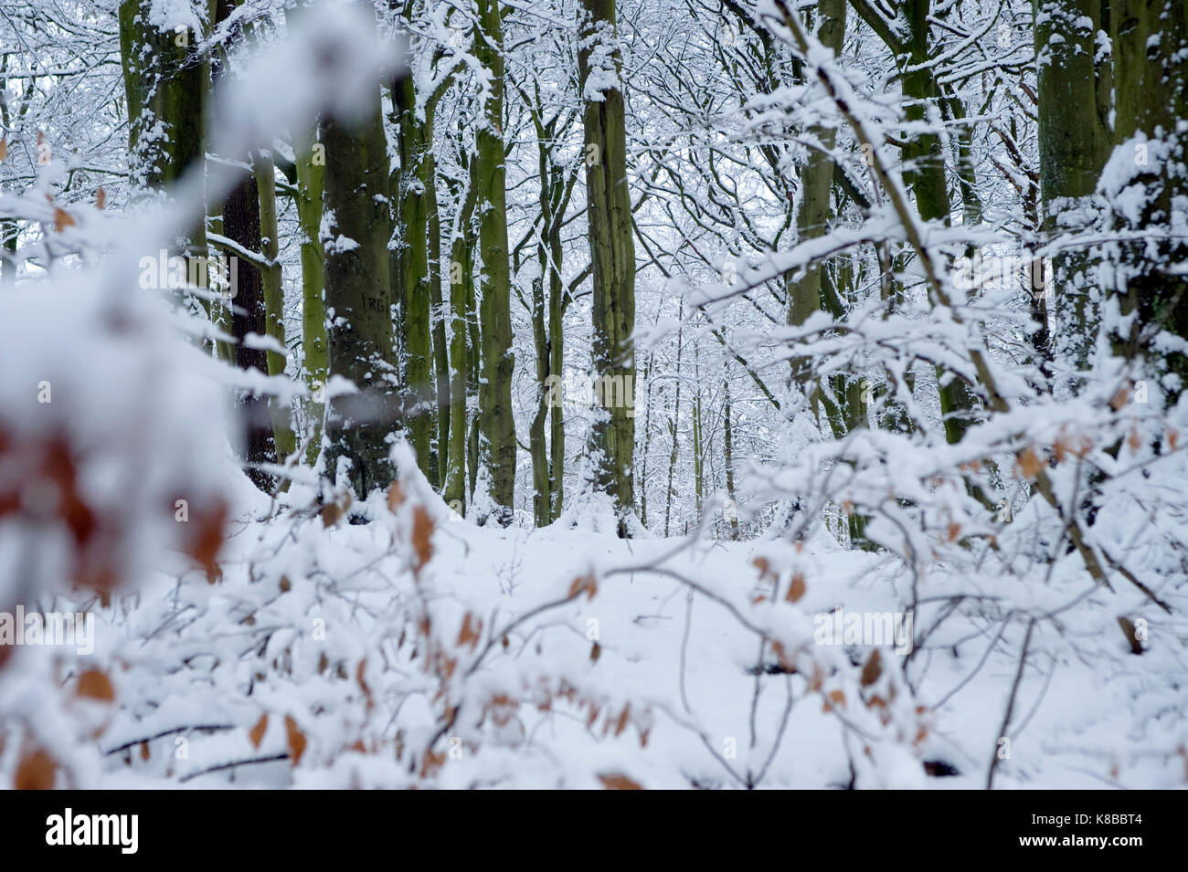 Worsley woods hi-res stock photography and images - Alamy