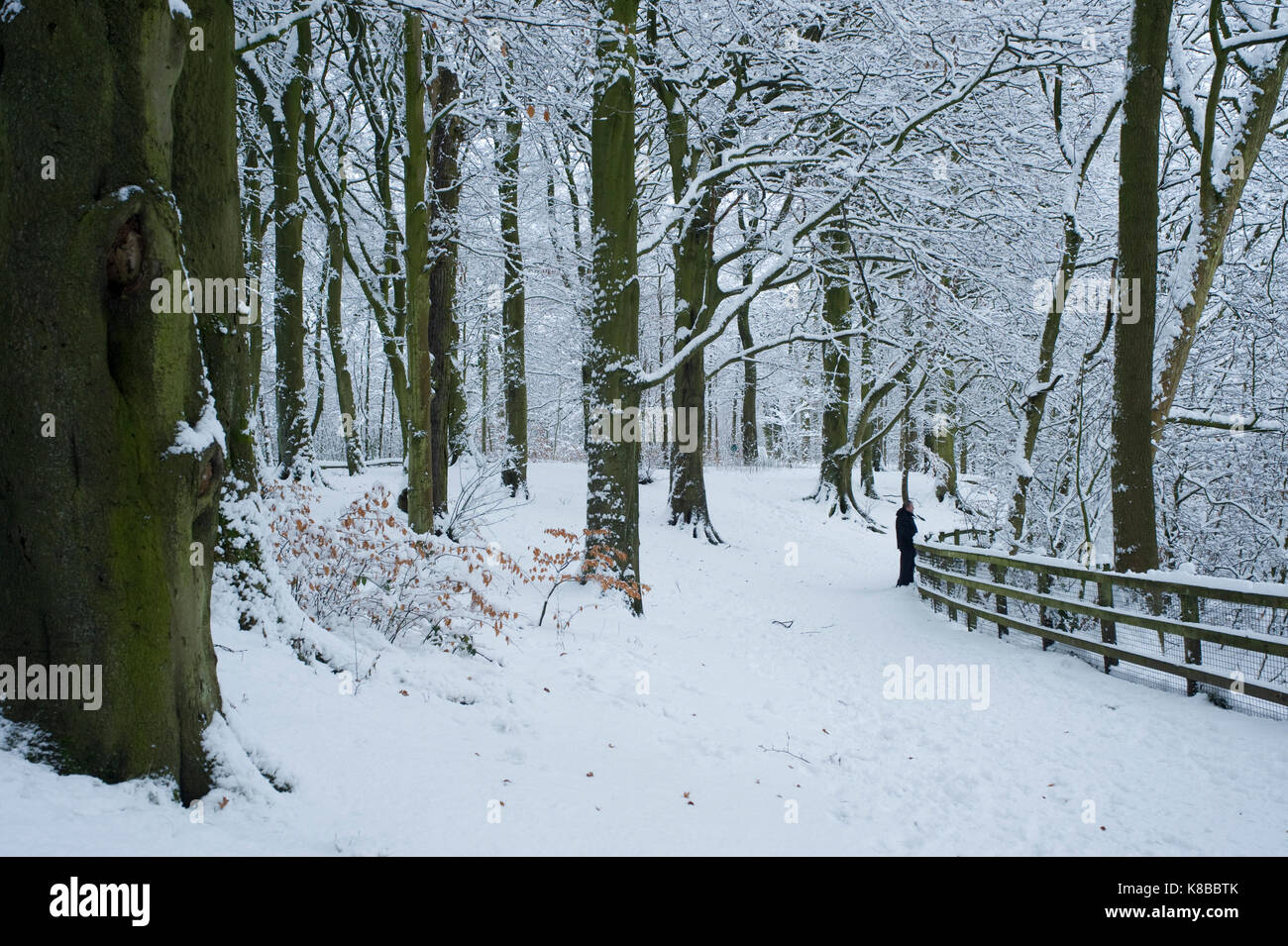 Worsley Woods, Worsley, Manchester Stock Photo - Alamy
