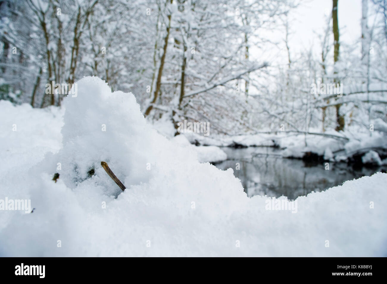 Worsley Woods, Worsley, Manchester Stock Photo - Alamy