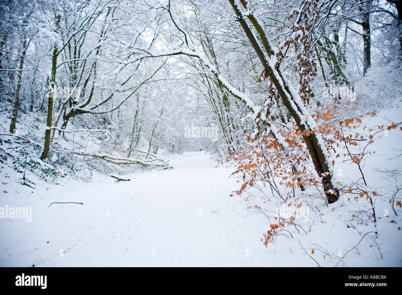 Worsley Woods, Worsley, Manchester Stock Photo - Alamy