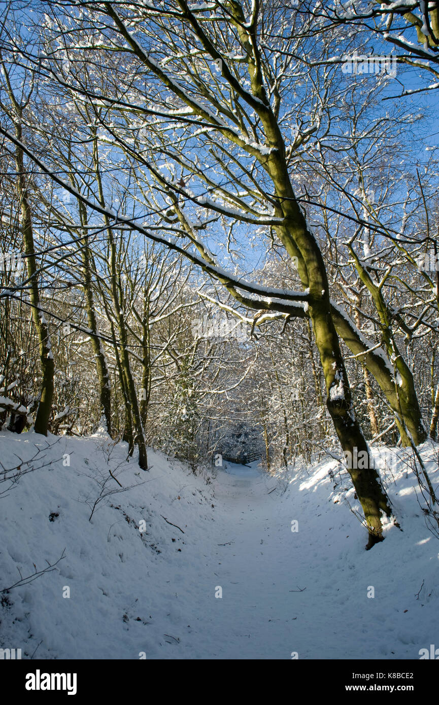 Worsley Woods, Worsley, Manchester Stock Photo - Alamy