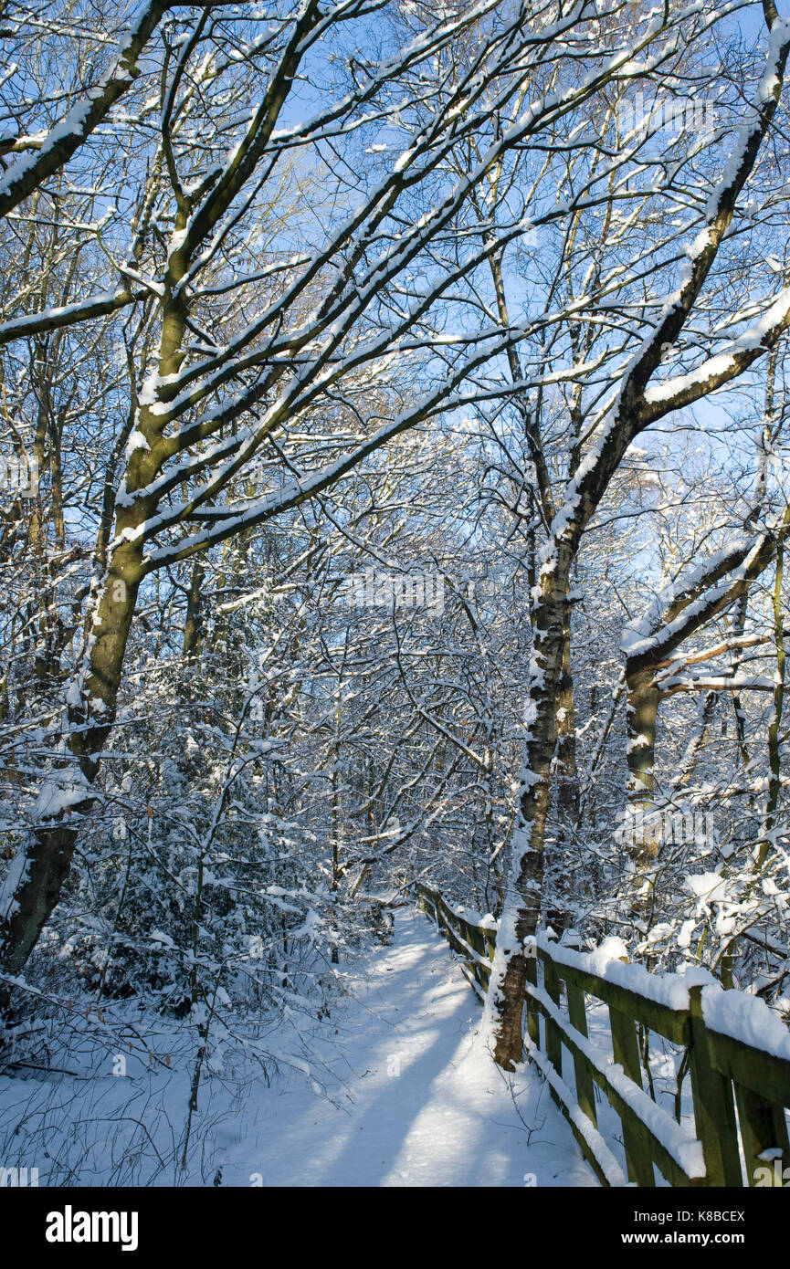 Worsley Woods, Worsley, Manchester Stock Photo - Alamy