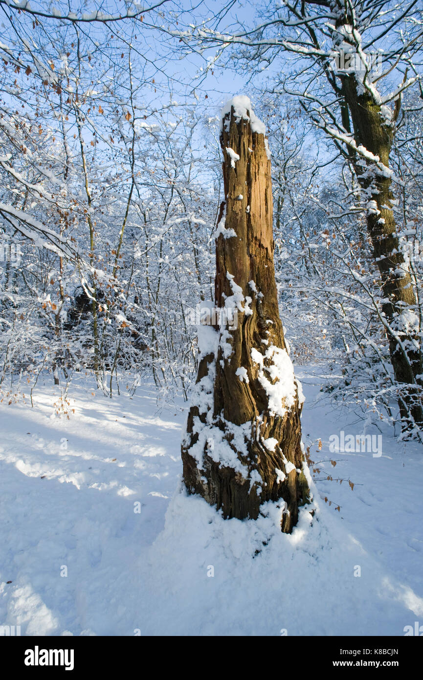 Worsley Woods, Worsley, Manchester Stock Photo - Alamy
