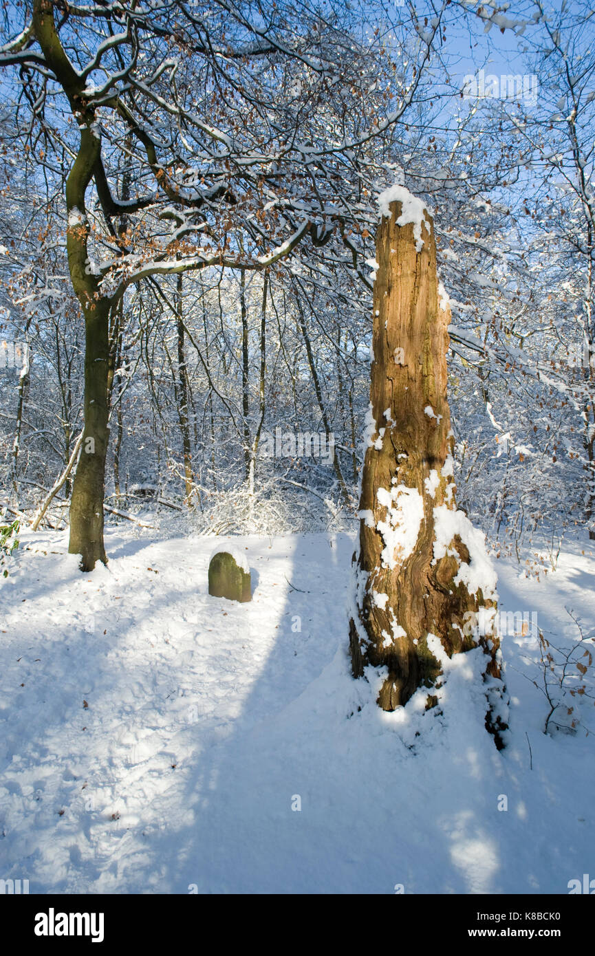 Worsley Woods, Worsley, Manchester Stock Photo - Alamy