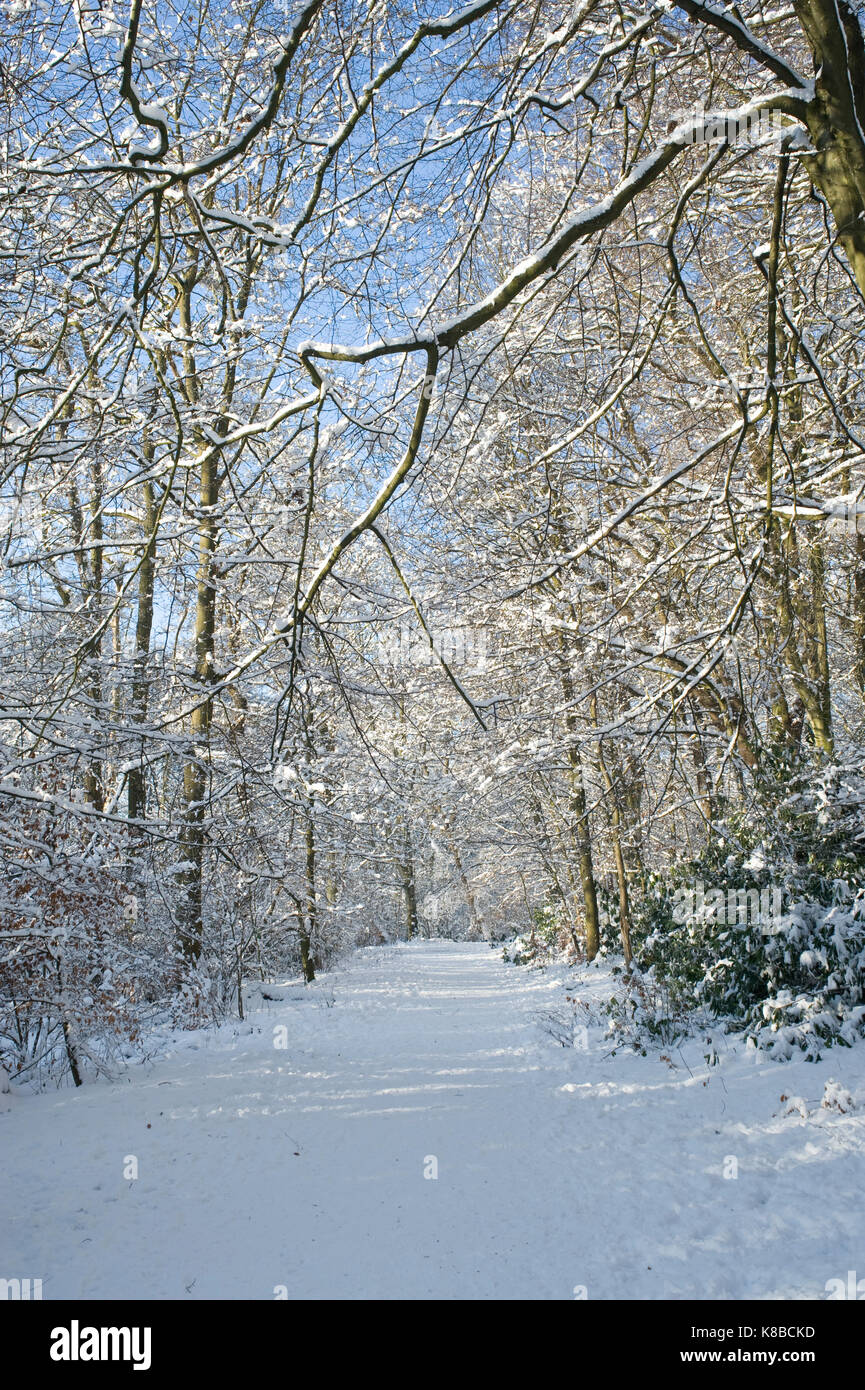 Worsley Woods, Worsley, Manchester Stock Photo - Alamy