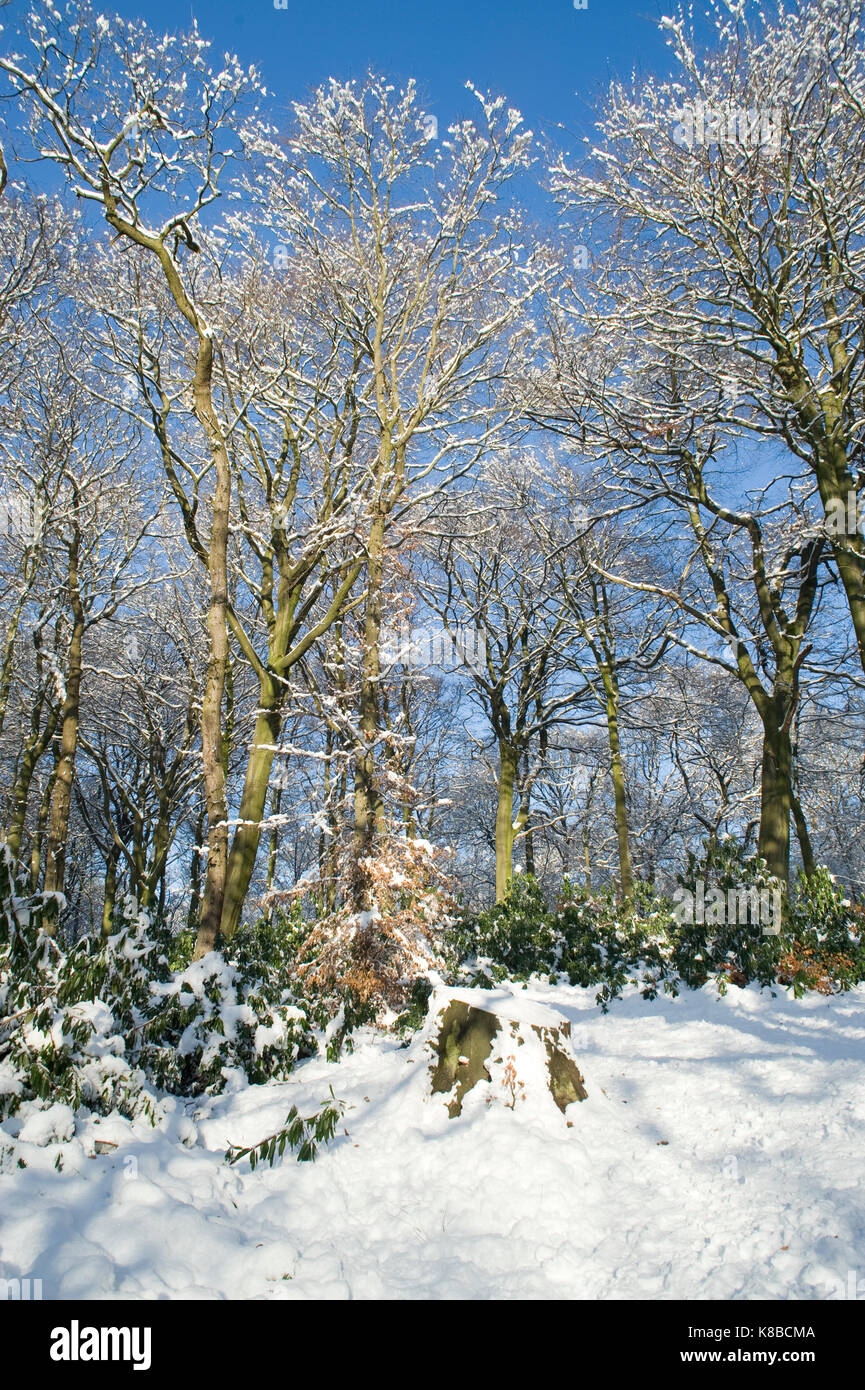 Worsley Woods, Worsley, Manchester Stock Photo - Alamy