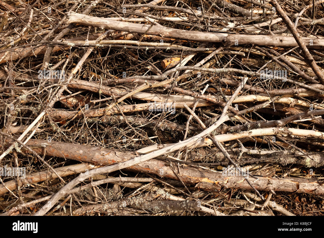 Closeup of a pile of dry tree branches and twigs Stock Photo - Alamy Closeup of a pile of dry tree branches and twigs Stock Photo - Alamy