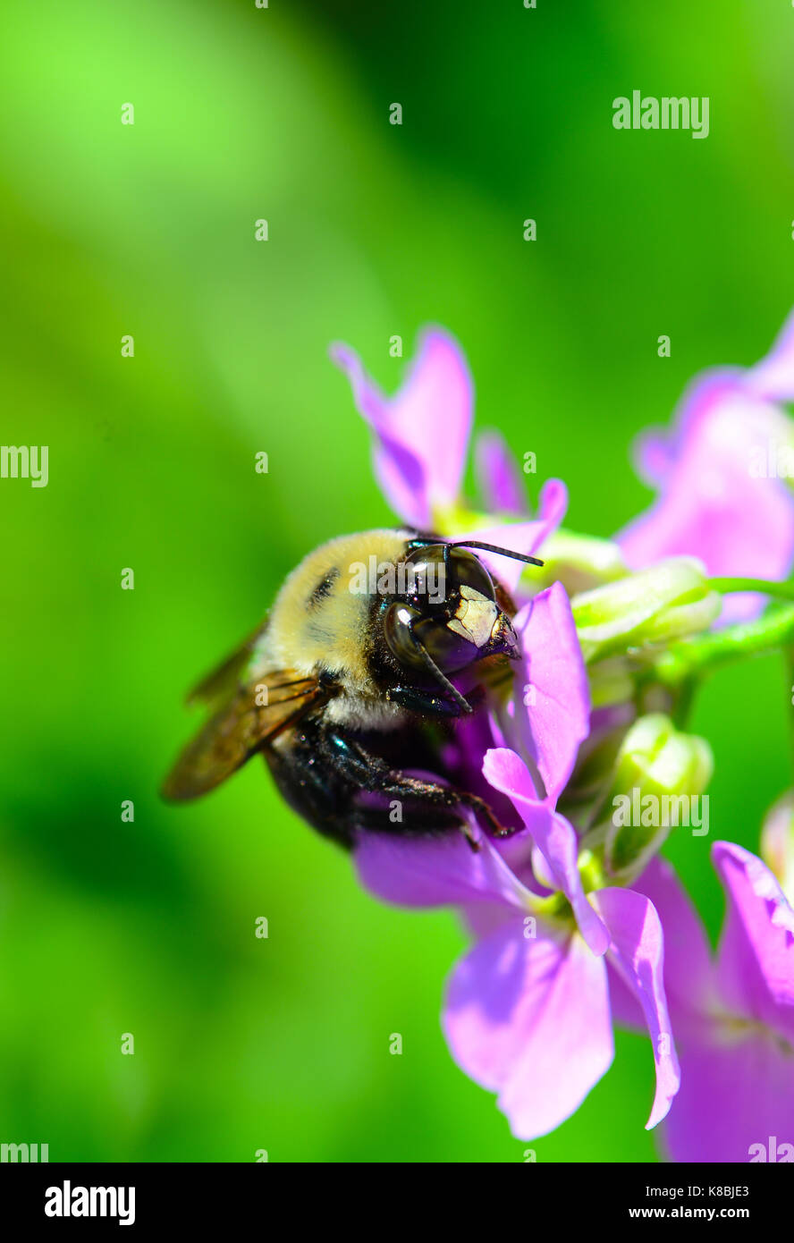 Bumblebee closeup flower green insect hi-res stock photography and ...