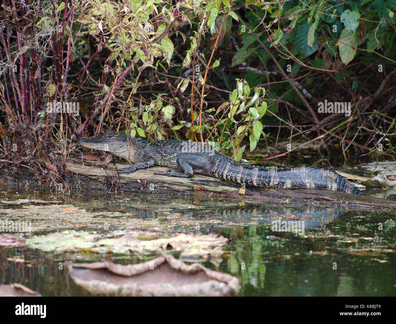 An alligator in Lake Martin, Louisiana Stock Photo - Alamy